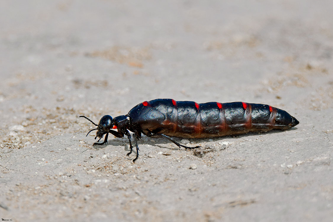 Objetivo: Naturaleza Viva: Aceitera común (Berberomeloe majalis)