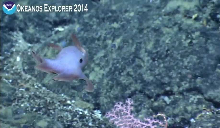 The Echinoblog: Some Okeanos Explorer Dumbo Octopus Love!