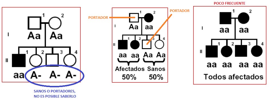 HEMOGLOBINOPATÍAS : BETA TALASEMIAS (Por Celia J. Revilla)