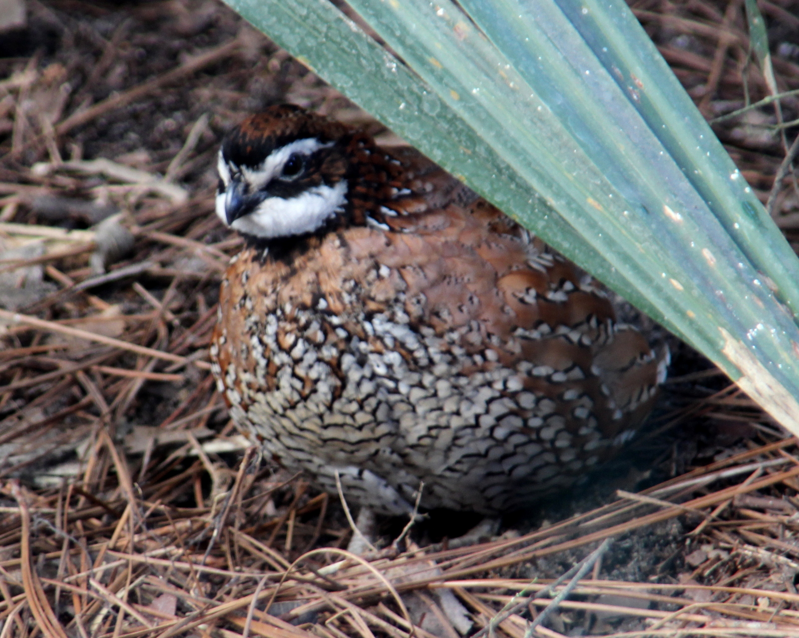 Beth's Blog: Ft. Fisher Aquarium Visit