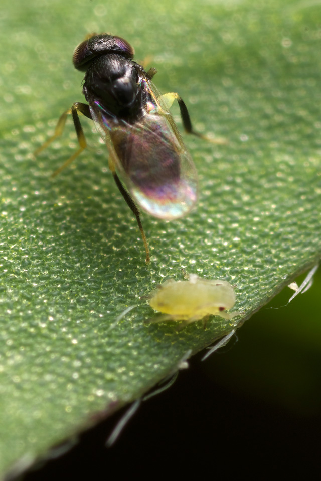 ムシをデザインしたのはダレ？: ツヤコバチ科 ( Aphelinus sp. ) 産卵