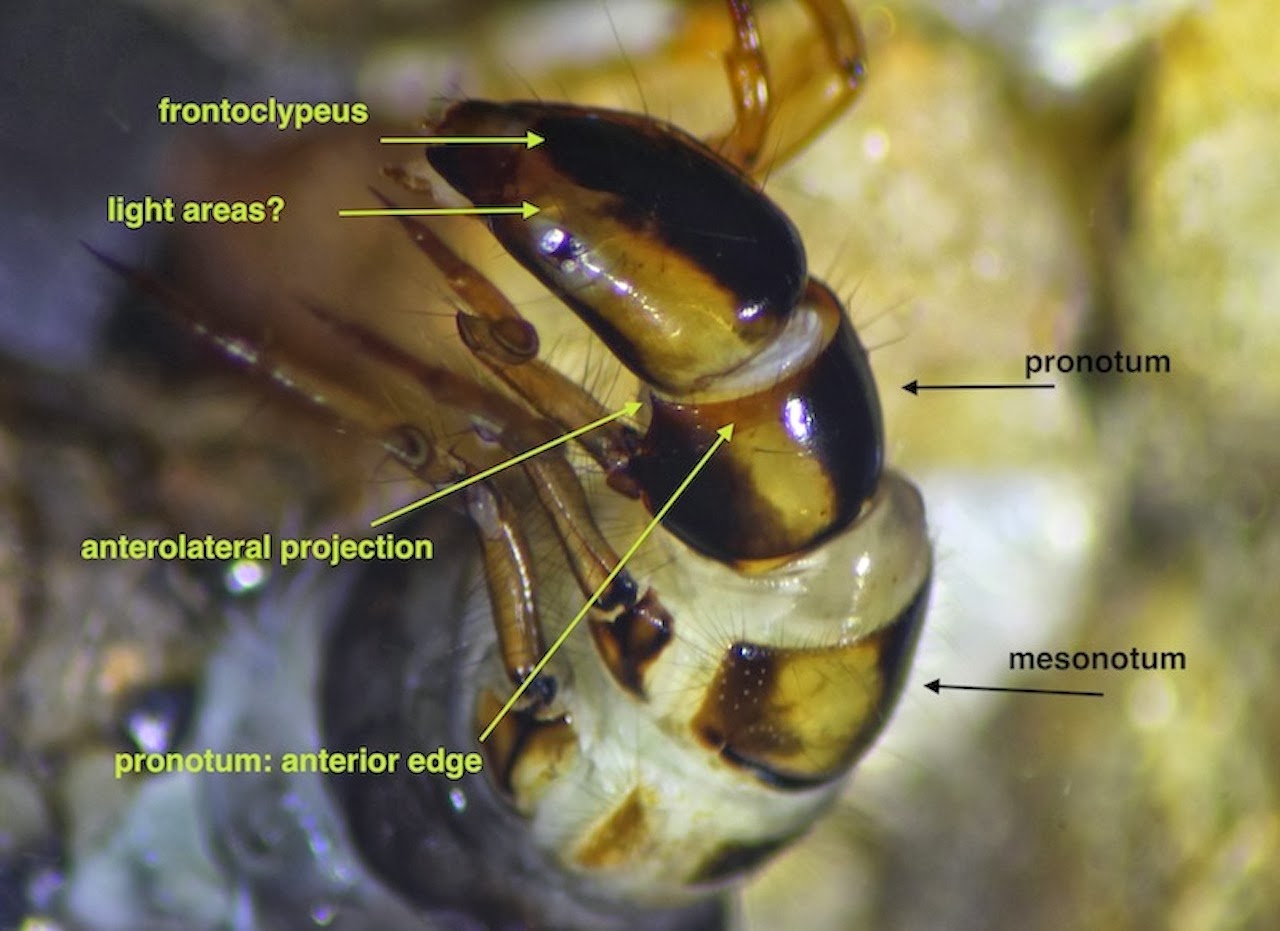Aquatic Insects of Central Virginia: The "Strong-case makers ...