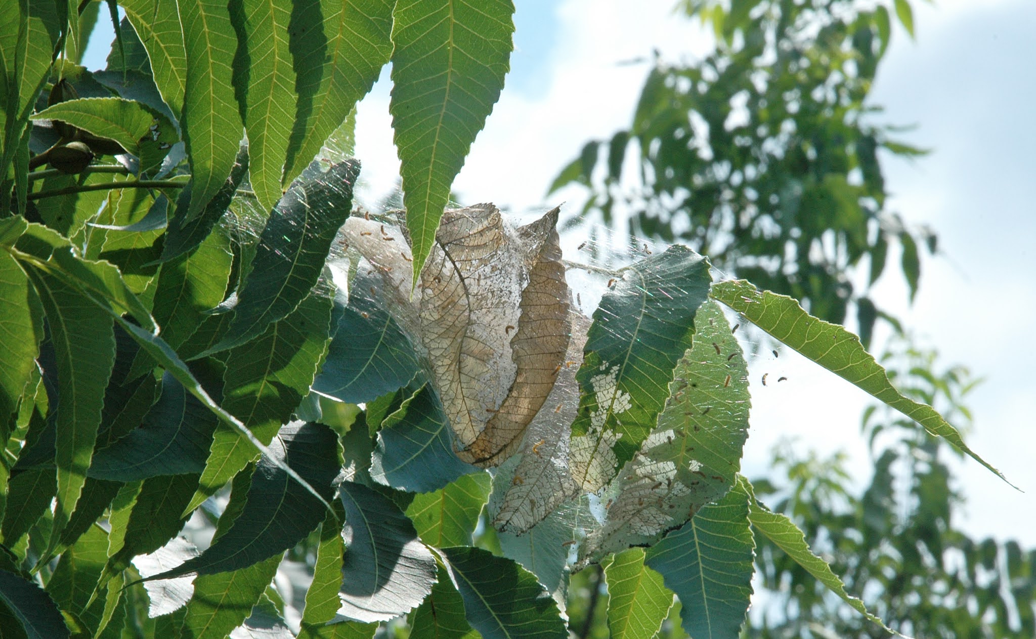 Northern Pecans: 2021
