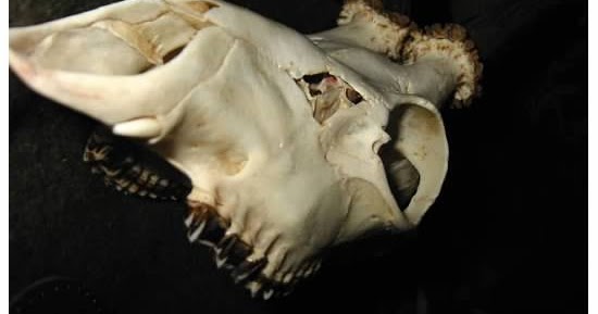 Elk Whistler Teeth Location