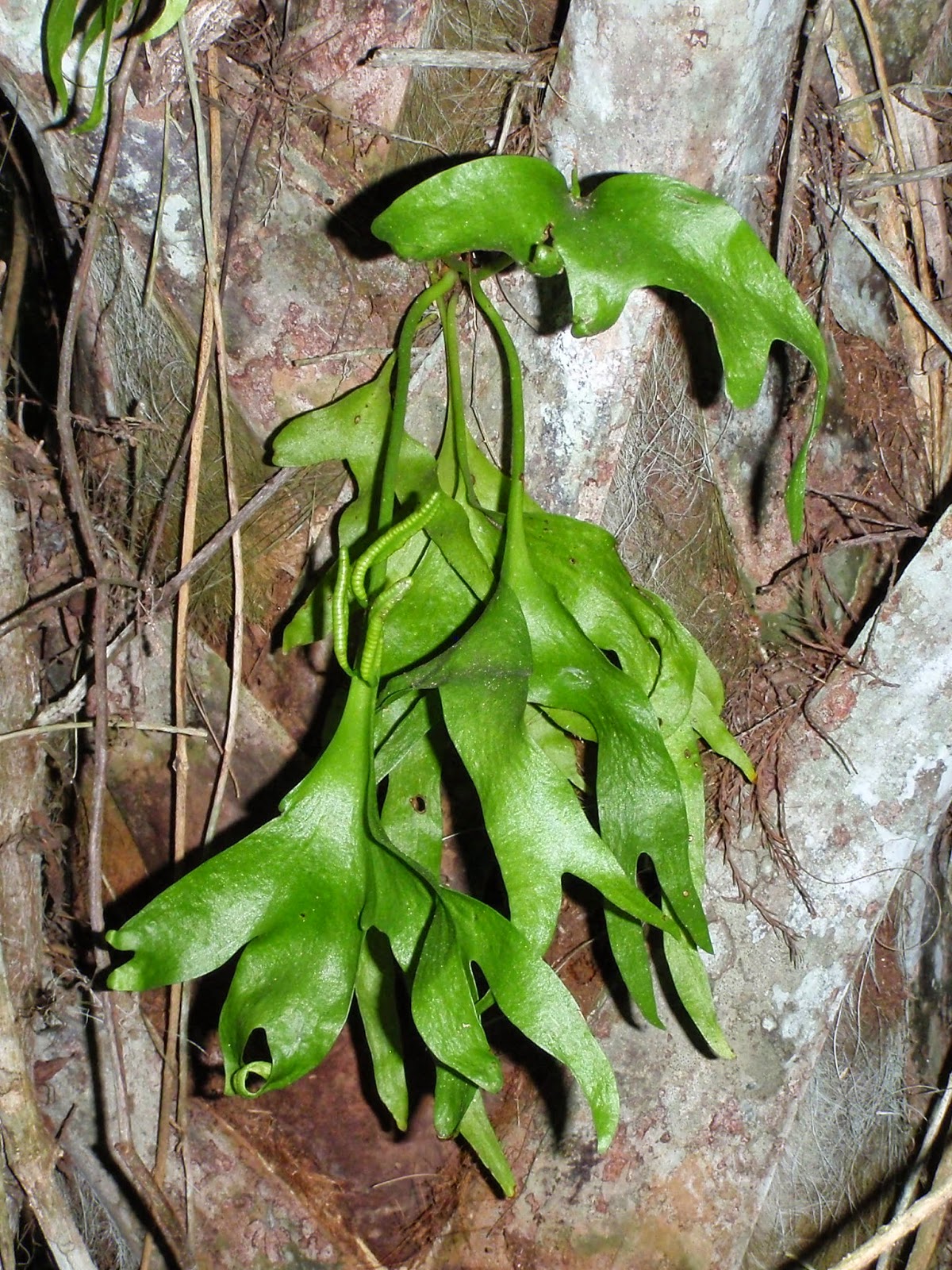 FNAI News & Notes: Noteworthy Discoveries: Hand Fern in Hendry County