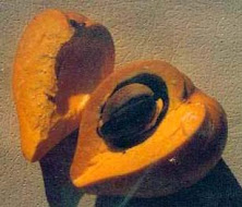 Living with Nature - School on Blog by Dr. Abercio V. Rotor: Where have ...