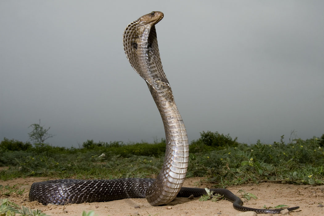 Cobra Snake | Wild Life Adventures