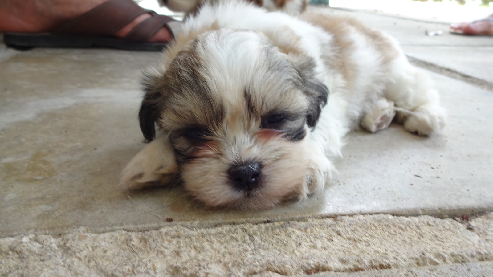 Escolinha de Futebol do Náutico: Filhotes de Shitzu, Lhasa Apso, Maltês ...