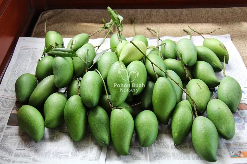 PBN: Mangga Falan (thunder)