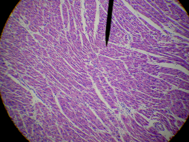 HISTOLOGY ATLAS 3D FOR MEDICAL STUDENTS.