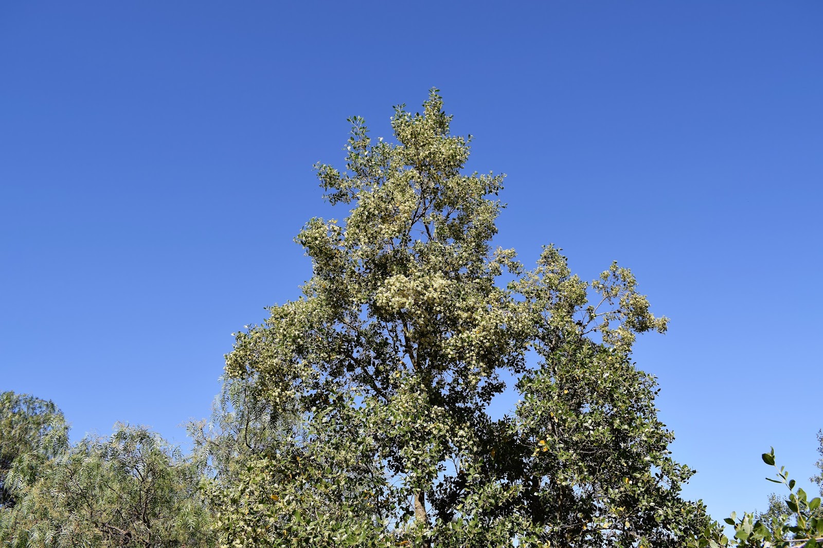 Fernando Ruz: Plantas nativas de Chile: Quillay, küllay, Quillaja saponaria