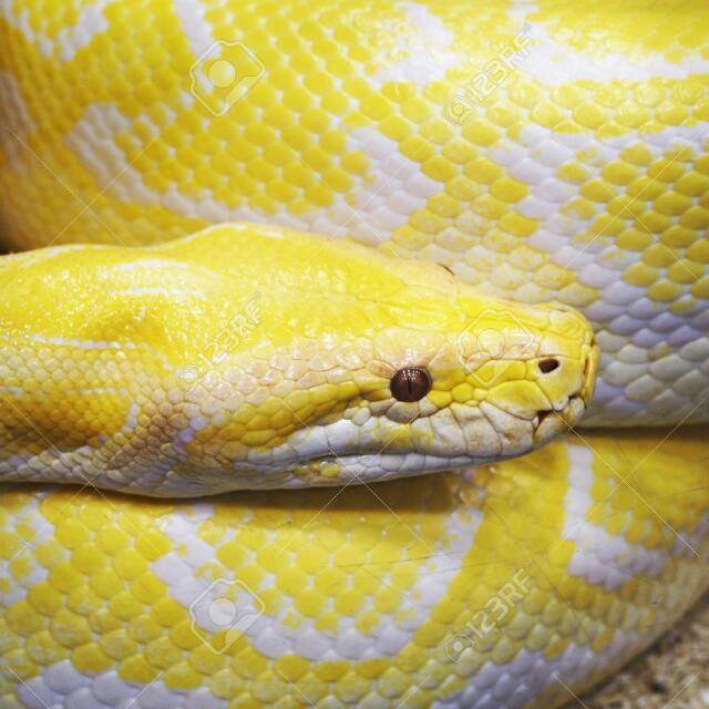 Mamlambo the Snake causes CHAOS on the SET of Generations - Mzansi News ...