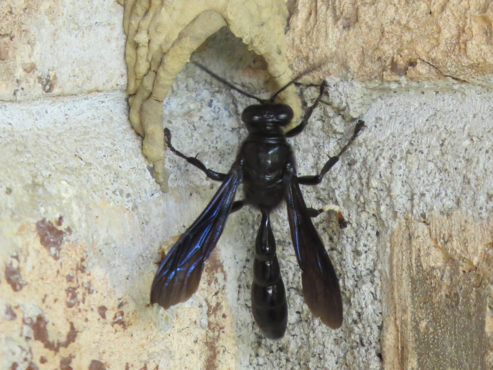 Blue Jay Barrens: Pipe Organ Mud Dauber Wasp and Parasitic Fly