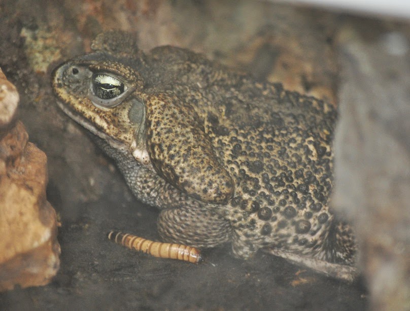 ZOOTOGRAFIANDO (6.100 ANIMALS): SAPO ROCOCÓ / ROCOCO TOAD (Rhinella ...