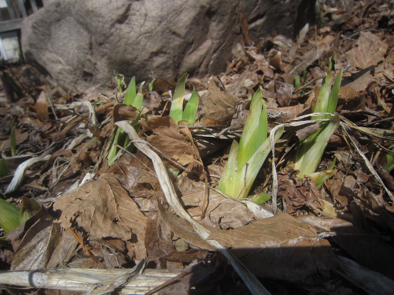 Chuck Does Art: Identifying bulbs growing in early spring by shoots