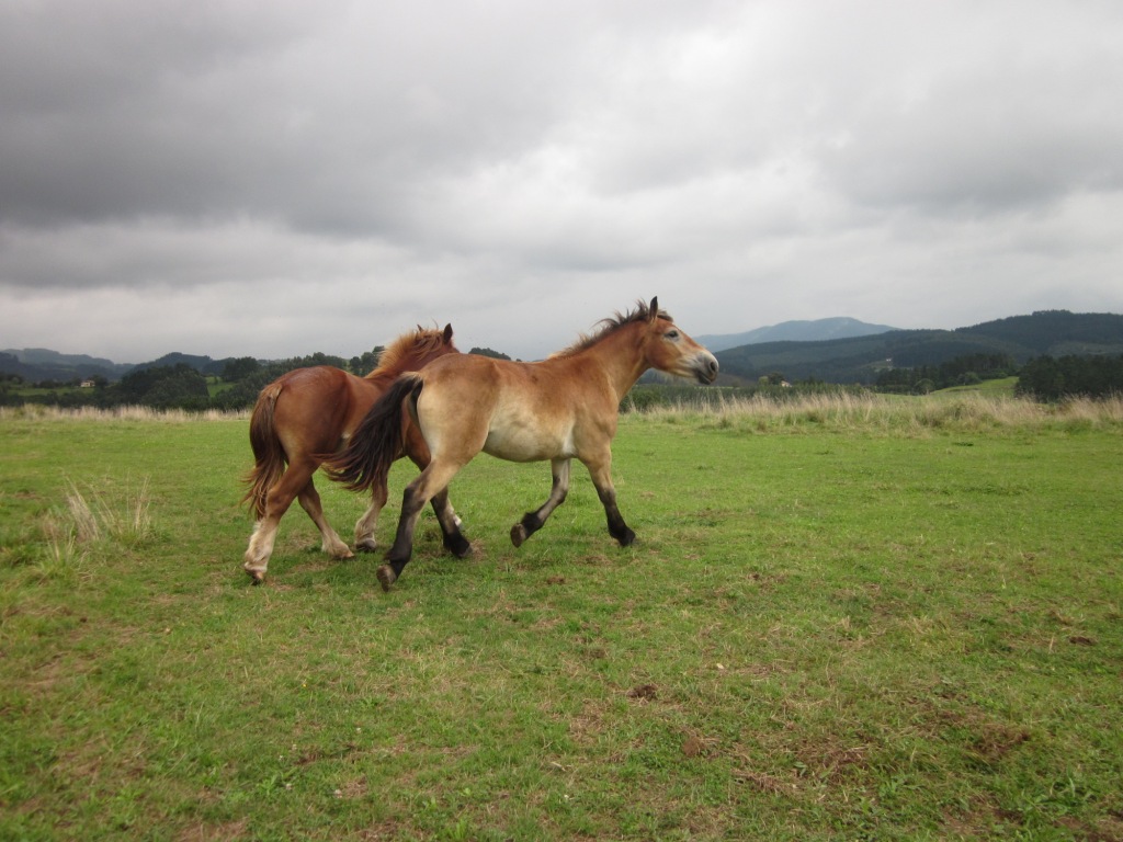 Euskal Herriko Mendiko Zaldia: Potras en venta. Behorkak salgai