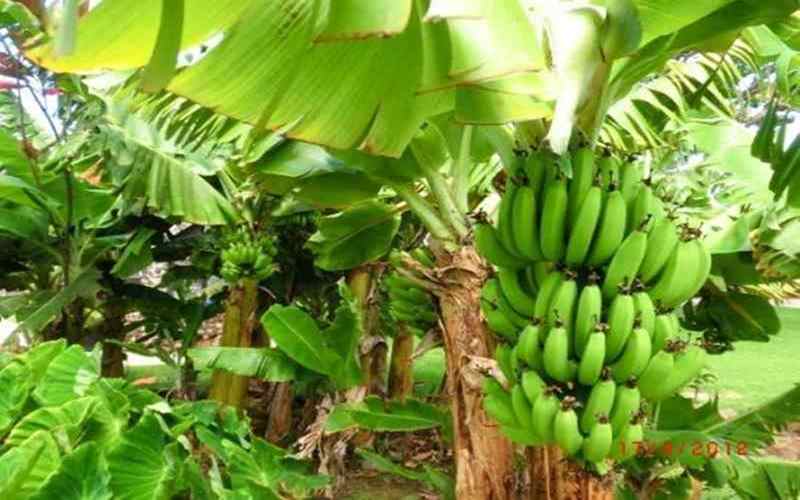 Mengenal Ciri Klasifikasi dan Morfologi Tanaman Buah Pisang (Musa ...