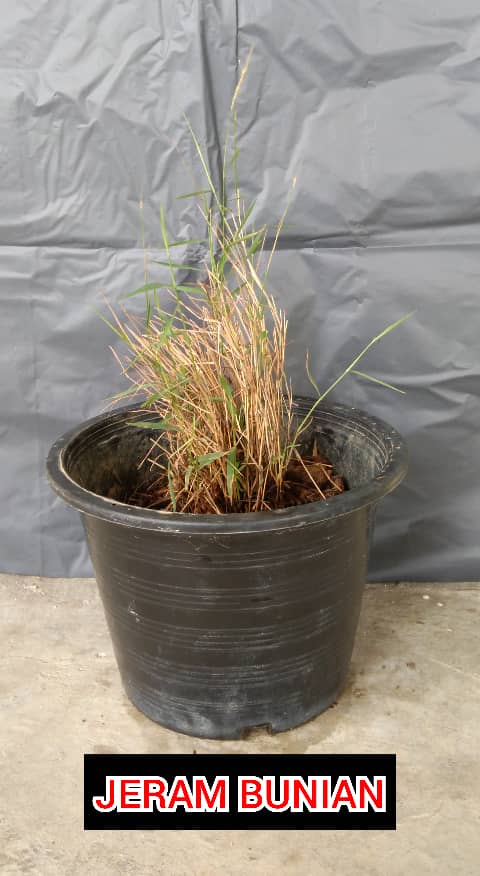 PUSAT RAWATAN ISLAM WALINUR SYIFA / WALINUR SYIFA ISLAMIC MEDICAL ...