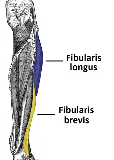 Bacak Kaslarının Anatomisi - FİZYONOT