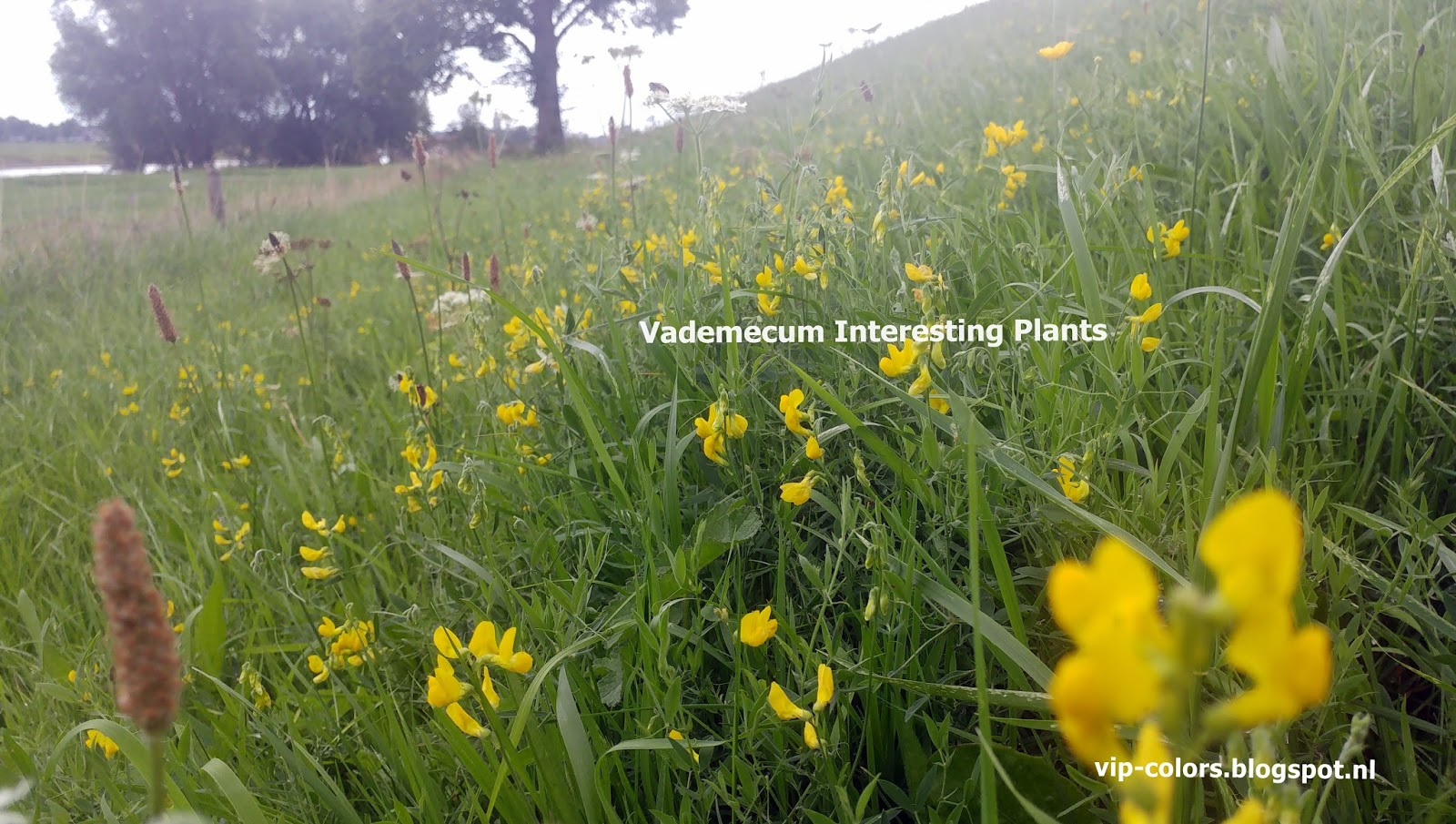 Vademecum Interesting Plants: Lathyrus pratensis - Groszek żółty ...