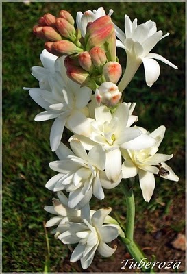 Blind Love: Absolut de tuberoza