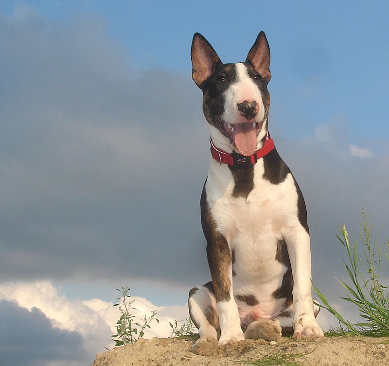 Everything about your Miniature Bull Terrier - Luv My Dogs