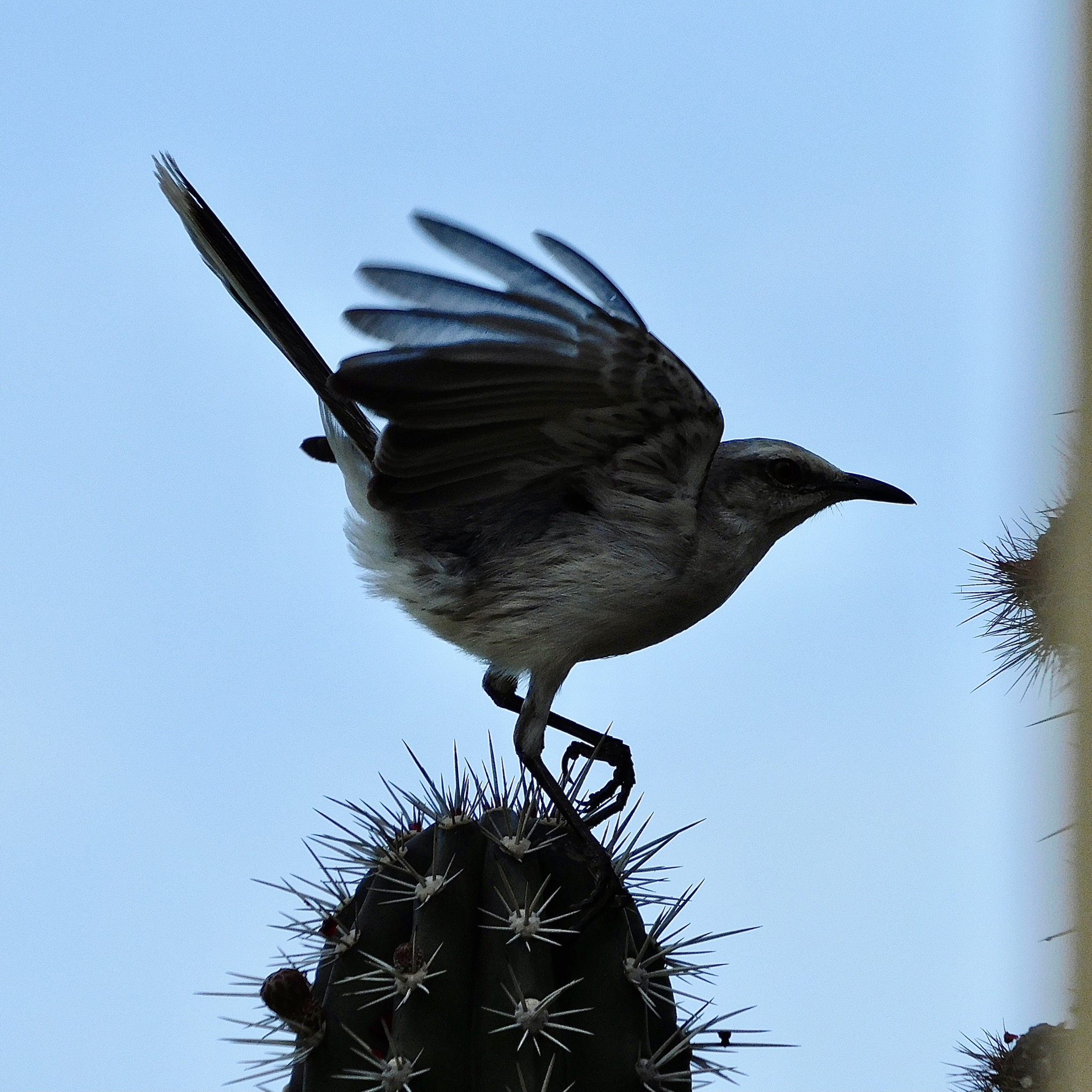 Hiking Curaçao - Flora and Fauna: Chuchubi and cactus fruit ...
