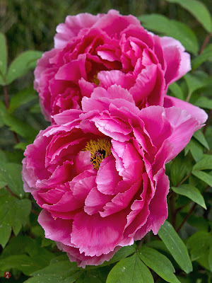 FROM THE GARDEN OF ZEN: Haru-botan (spring peony) flowers in Kencho-ji