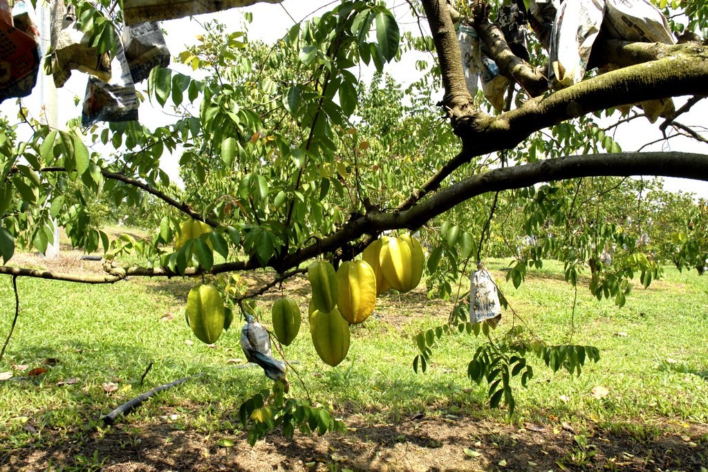 Attractions Area in Selangor: Selangor Fruit Valley (SFV)
