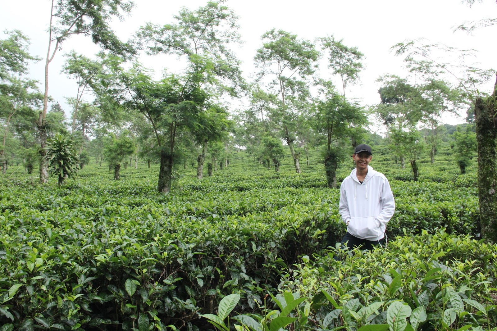 KEBUN TEH WONOSARI MALANG