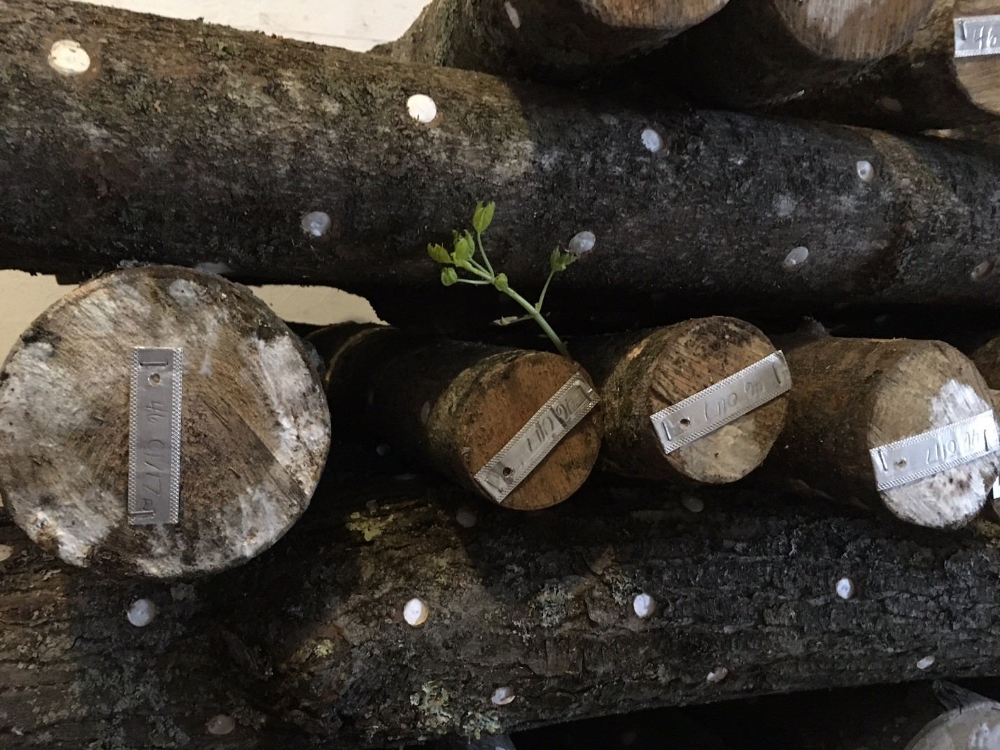 Mushrooming Together: Red Maple: Can this native new weed of the ...