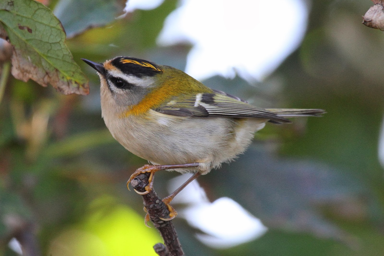 lapland: Firecrest at South Gare