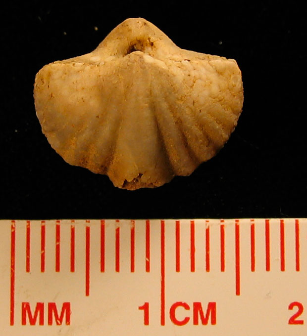 Louisville Fossils and Beyond: 02/01/2011 - 03/01/2011