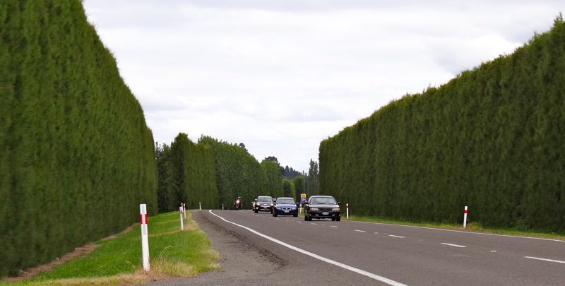 A Hebridean in New Zealand: Now That's a Hedge