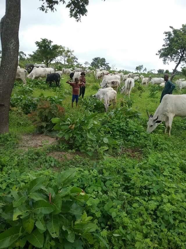 Photos: Police recover 300 cows from notorious cattle rustlers in Niger ...