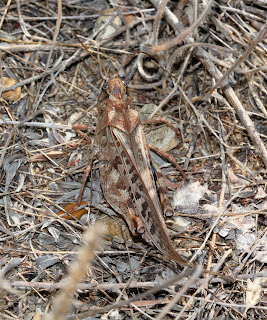 Sweating the Small Stuff: The high mathematics of grasshopper ...