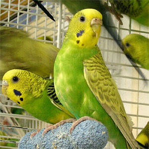 Budgerigar Facts and Latest Photographs | The Wildlife