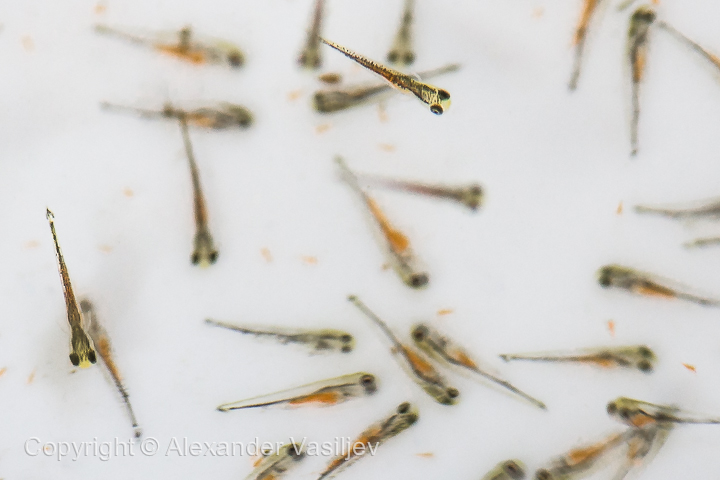 HIGH RANCHU: THE SEVENTH DAY - ALL YOU CAN EAT BUFFET