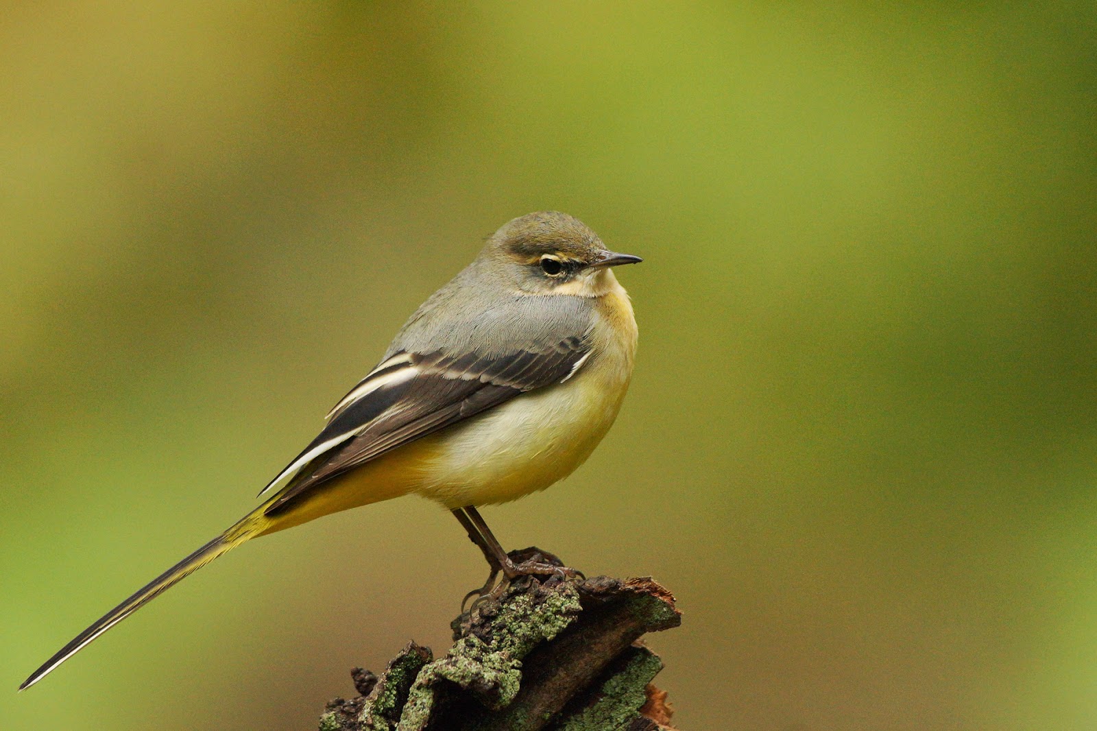 Pasión por las aves: Lavandera cascadeña.(Motacilla cinerea)