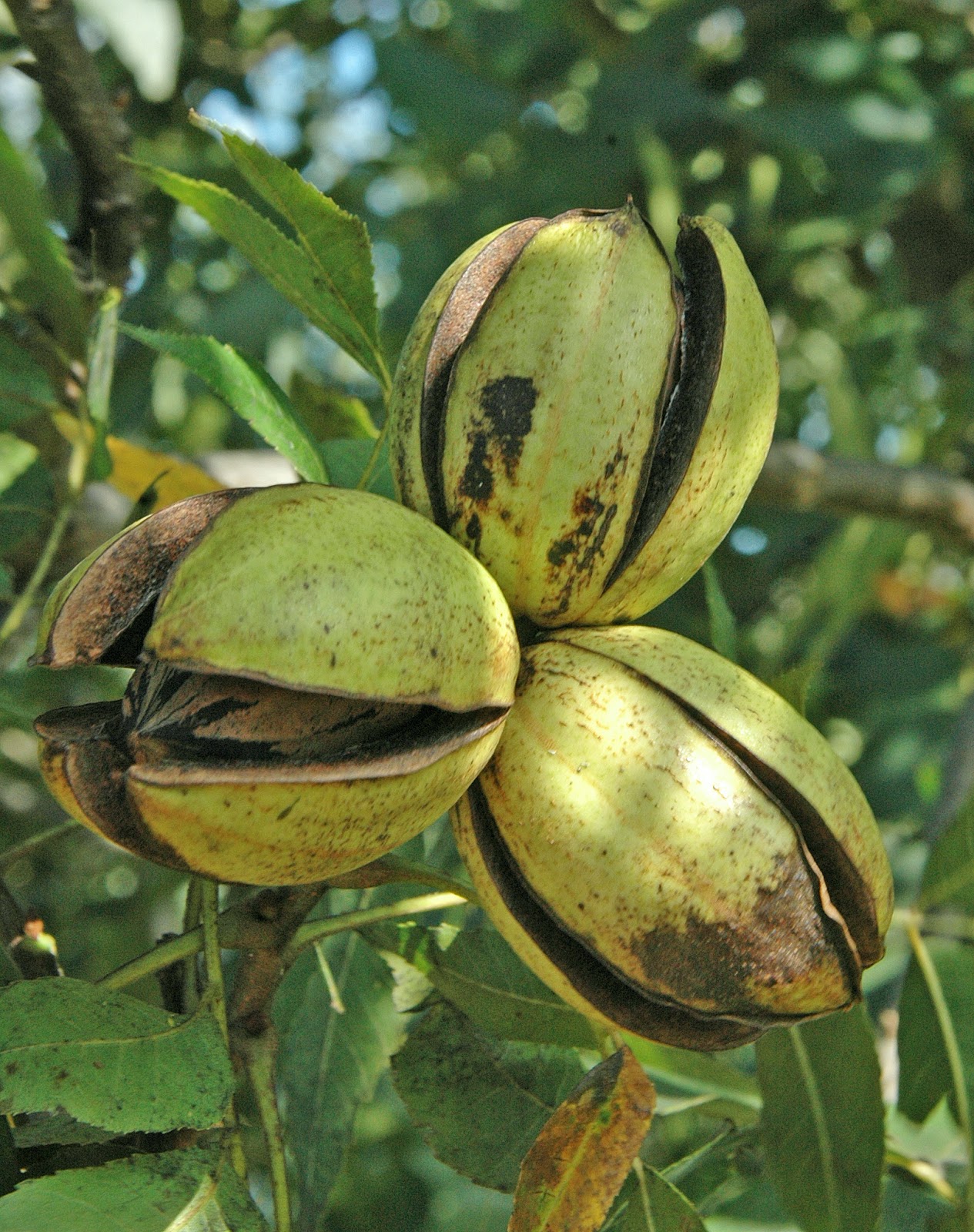Northern Pecans: Why is the date of shuck split important for pecans?