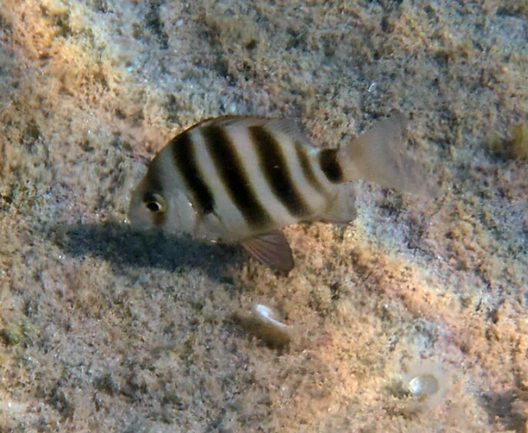 mar menor mar mayor: Diplodus cervinus. Sargo breado