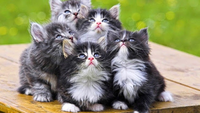 Gatos: Curiosidades sobre la reproducción de los gatos