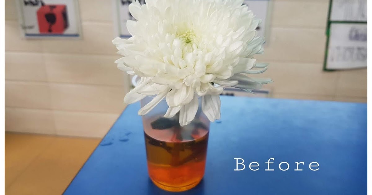 Science- Activity- Water travels through stem