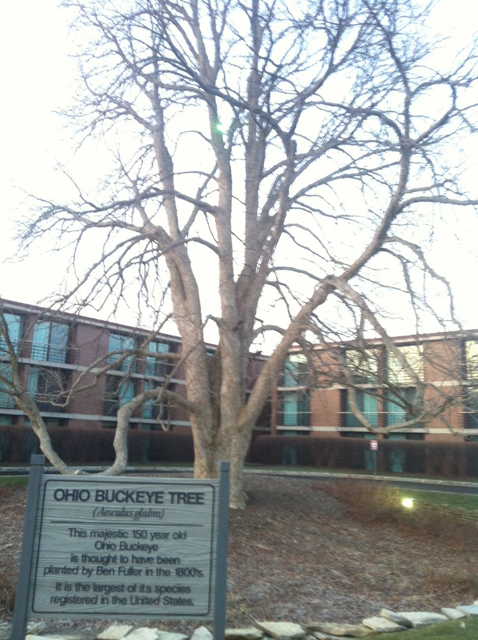 The World of Turf: Buckeye tree