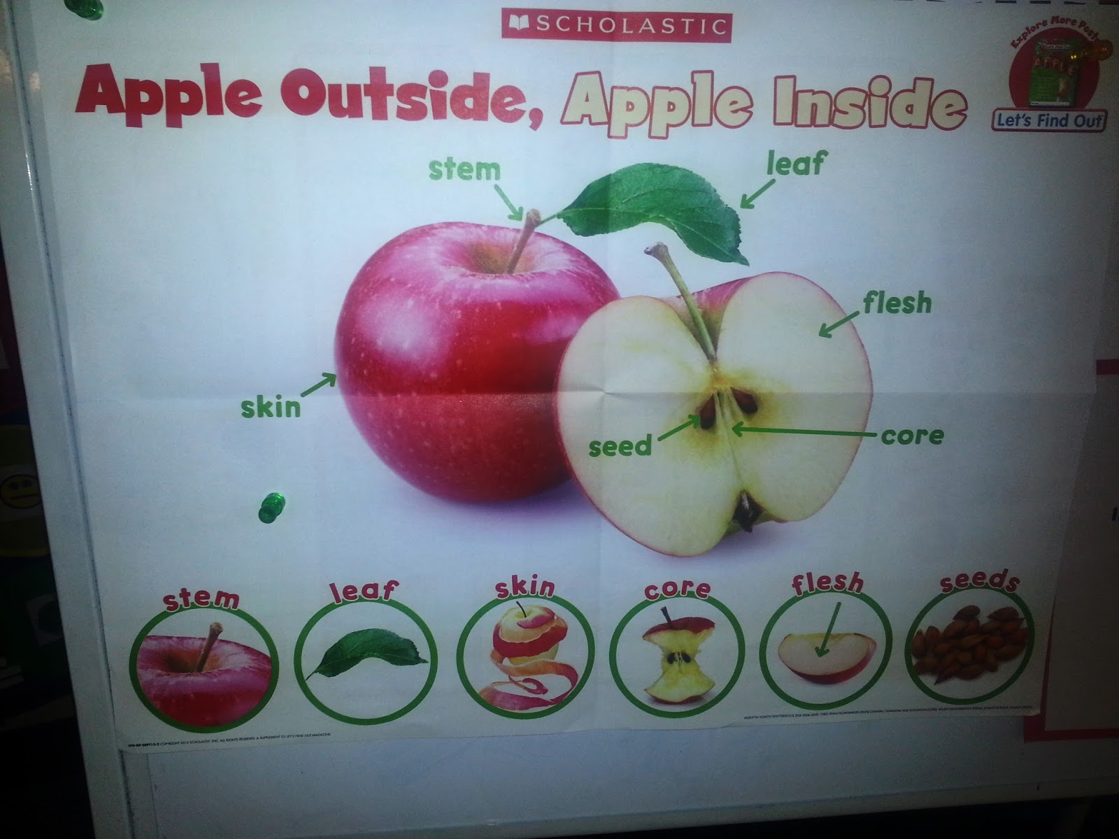 Mrs. Coffey's Kindergarten: Apple Science: Labeling