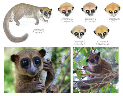 Species New to Science: [Mammalogy • 2017] Cheirogaleus grovesi • A New ...