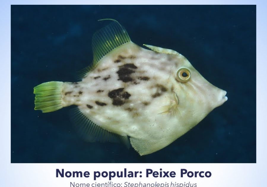 PEIXE PORCO ~ Museu de Pesca do Instituto de Pesca - Santos Oficial