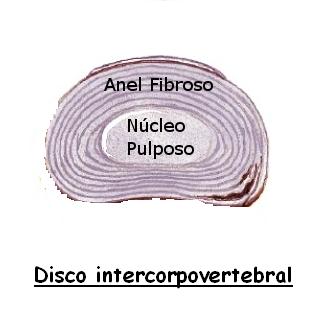 Anatomia Humana: Artrologia - Articulações do esqueleto axial