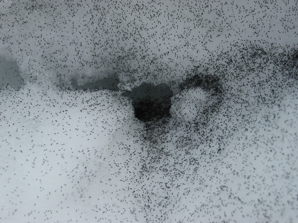 Real Monstrosities: Springtail