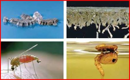 Biokipos: ΦΥΣΙΚΗ ΠΡΟΣΤΑΣΙΑ ΑΠΟ ΤΑ ΚΟΥΝΟΥΠΙΑ